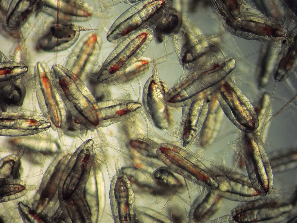 DIAPOD - Changing Arctic Ocean