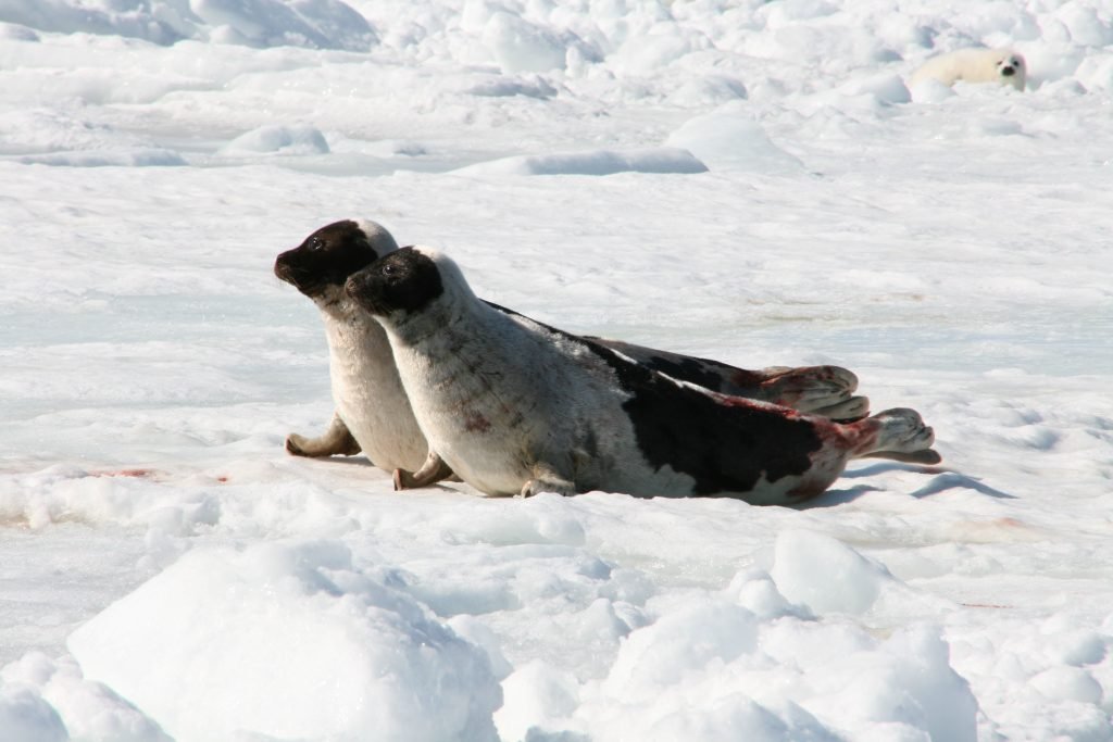 On Thin Ice: Disappearing Zooplankton Could Collapse Arctic Food Chain ...