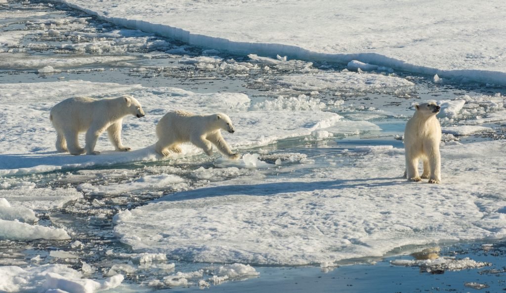 How disappearing sea ice has put Arctic ecosystem under threat ...